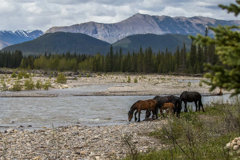 Top Ten Things Sundre is Known For